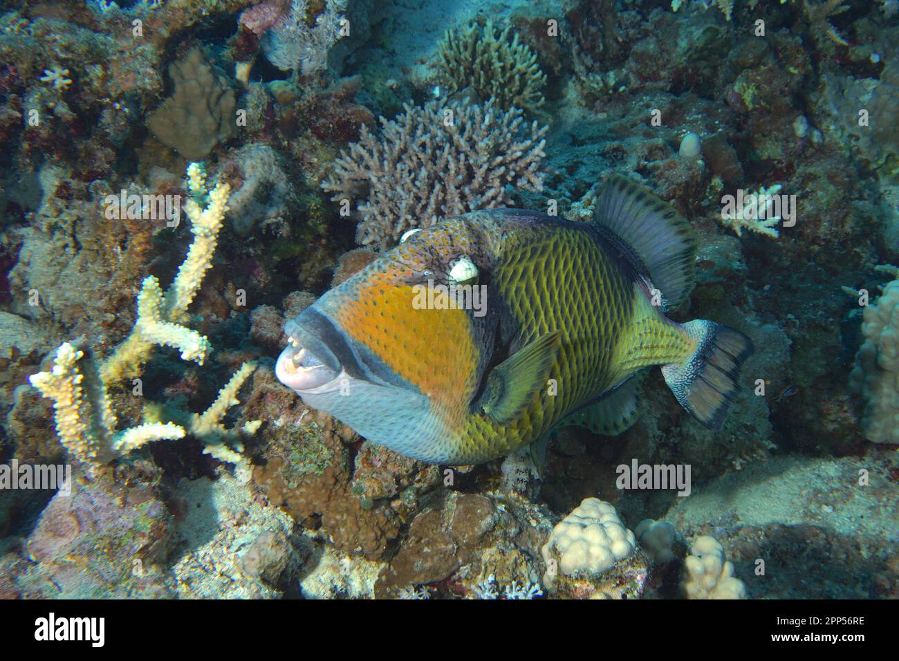 Titan triggerfish (Balistoides Viridescens), House Reef dive site ...