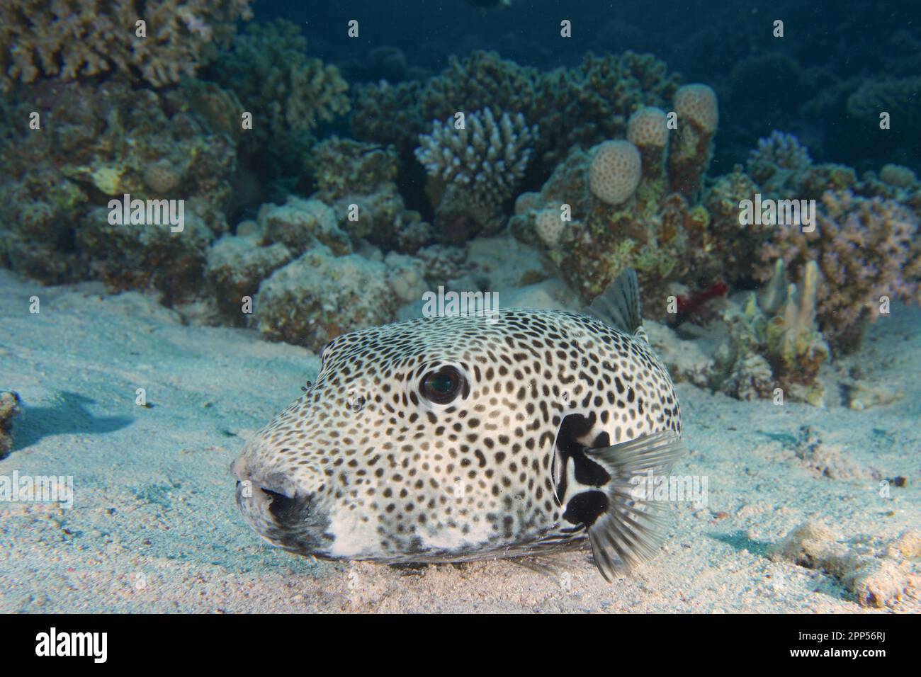A star puffer (Arothron stellatus) resting in the sand, House Reef dive ...