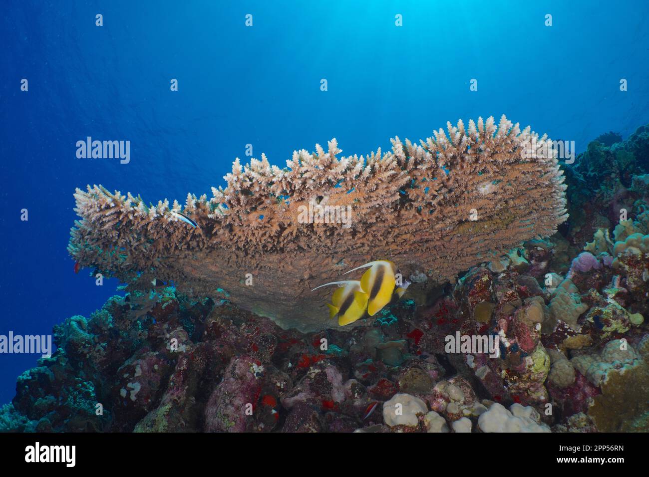 Pharaoh's antler coral (Acropora pharaonis) from below, pair of red sea ...