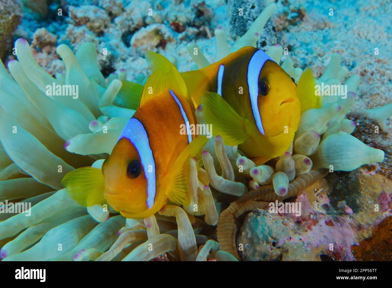 Pair of red sea clownfish (Amphiprion bicinctus) in its bubble-tip ...