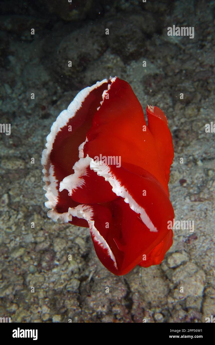 Free swimming Spanish dancer (Hexabranchus sanguineus) at night. Dive ...