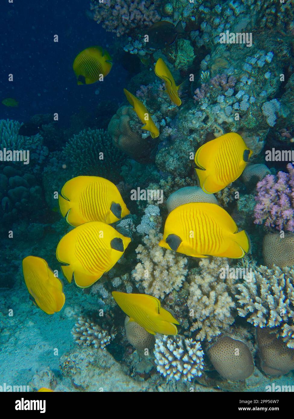 Group of bluecheek butterflyfish (Chaetodon semilarvatus) in the ...