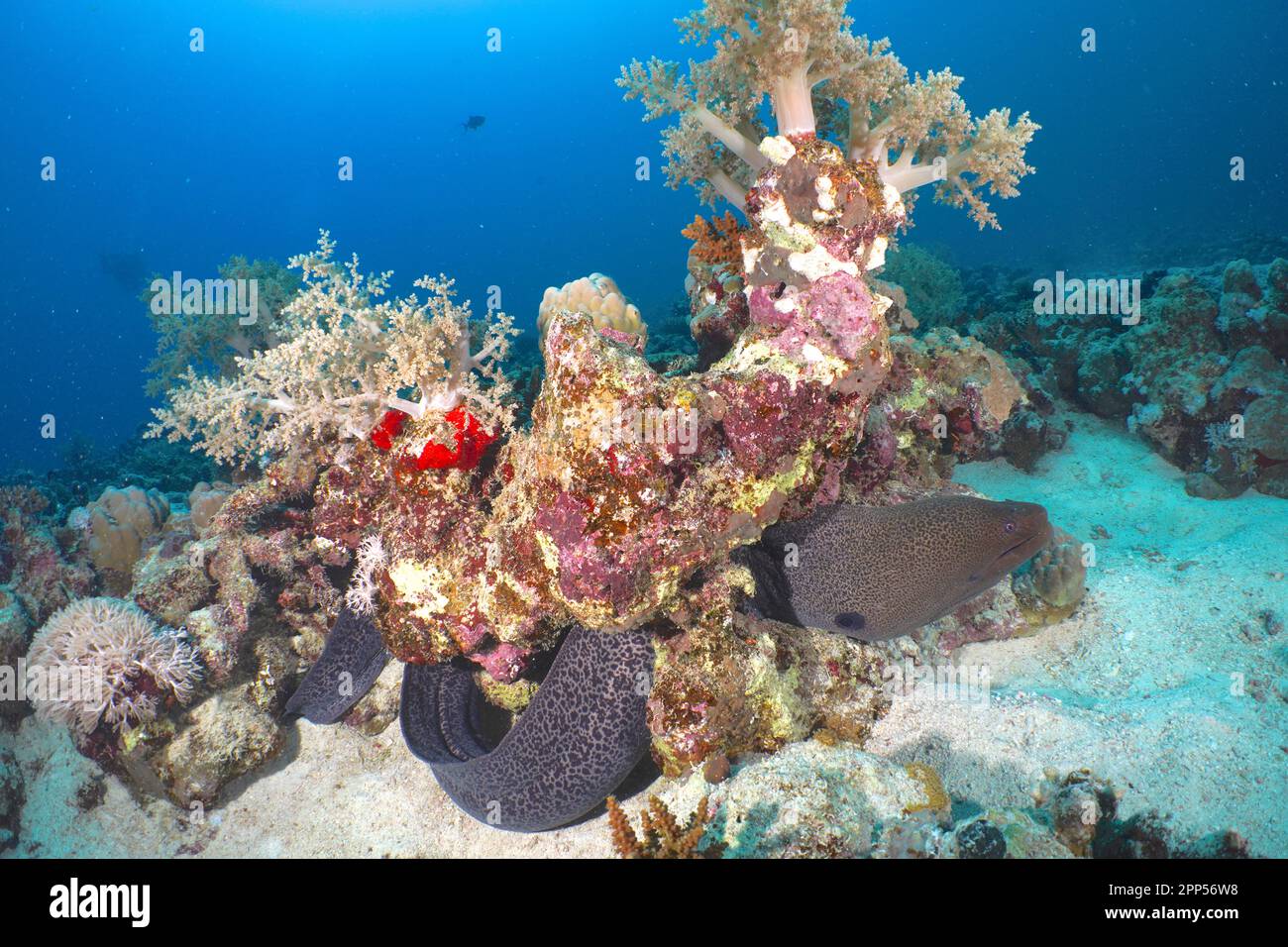 Giant Moray (Gymnothorax javanicus) moray under broccoli tree ...