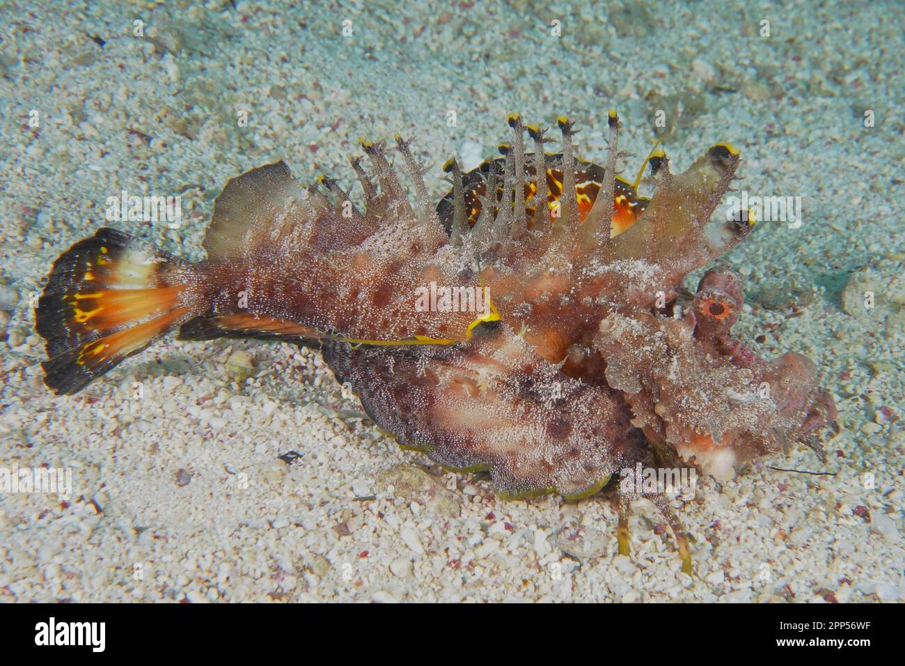 A Red Sea walkman filament devilfish (Inimicus filamentosus) Devilfish ...