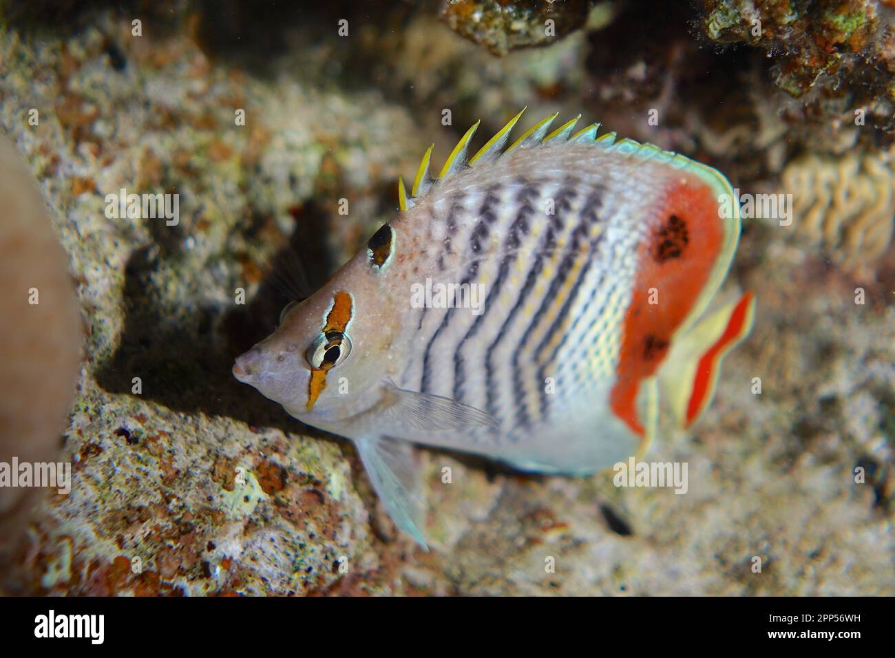 Eritrean butterflyfish (Chaetodon paucifasciatus) at night, Strait of ...