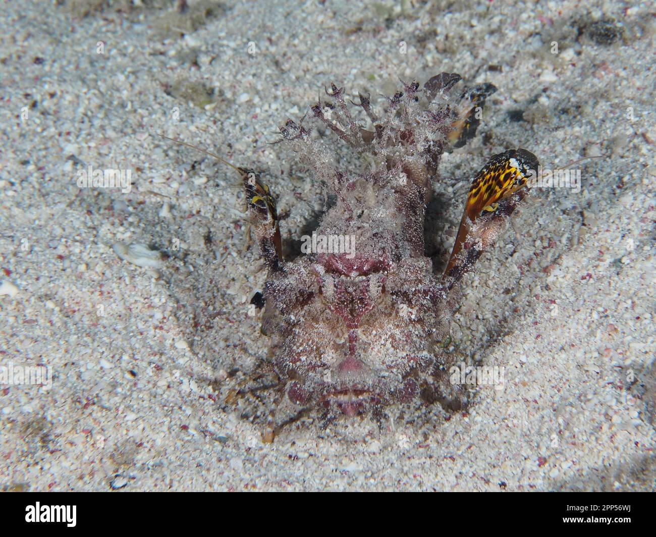 Portrait of filament-finned stinger (Inimicus filamentosus), Dive Site ...