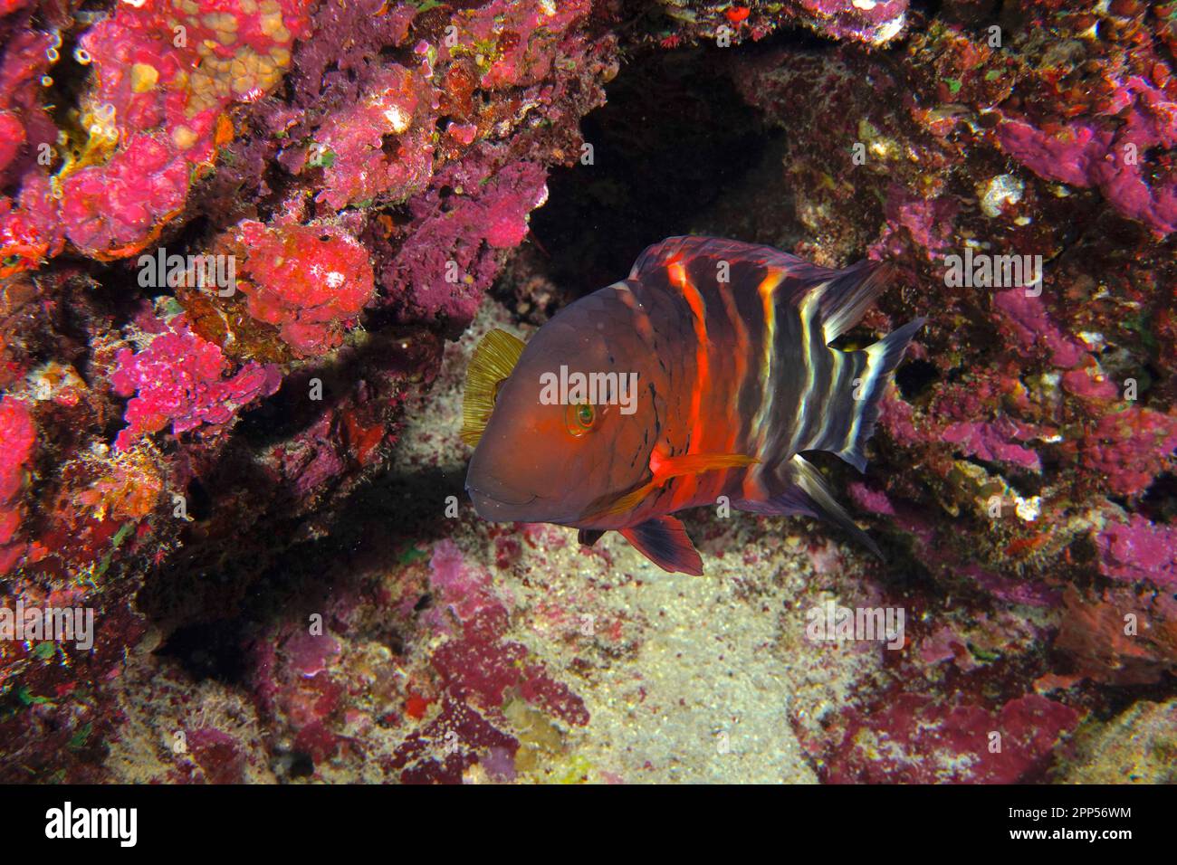 A red and black redbreast wrasse (Cheilinus fasciatus) (Cheilinus ...