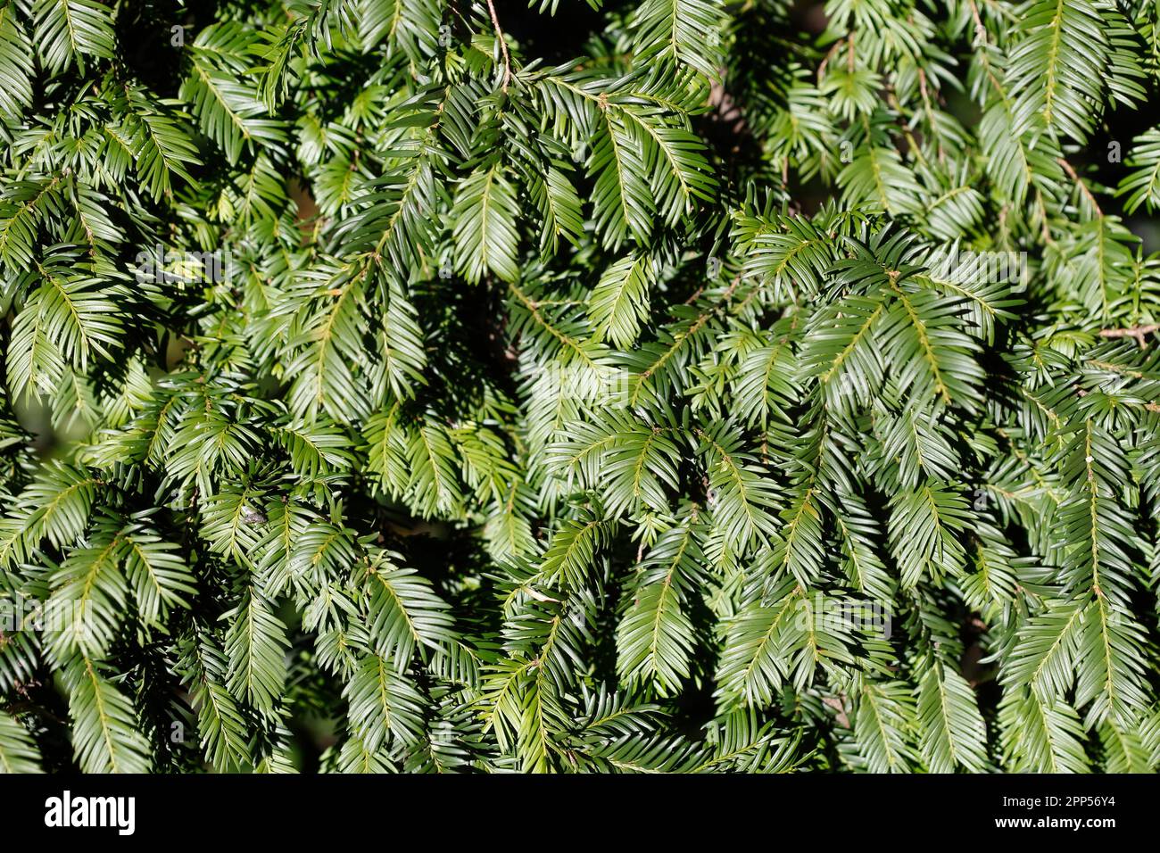 Conifer leaf hi-res stock photography and images - Alamy
