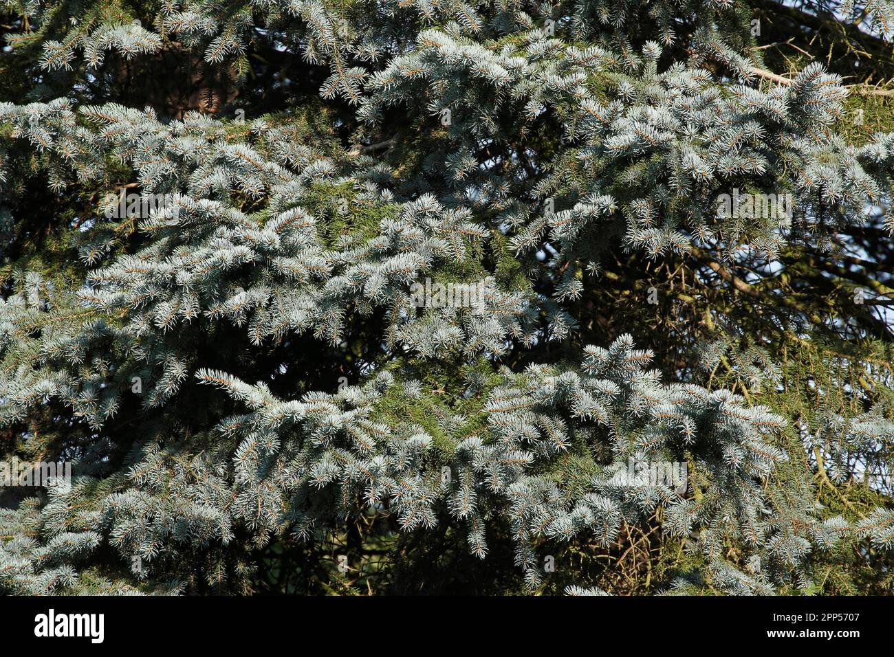 Conifer leaf leaves hi-res stock photography and images - Alamy