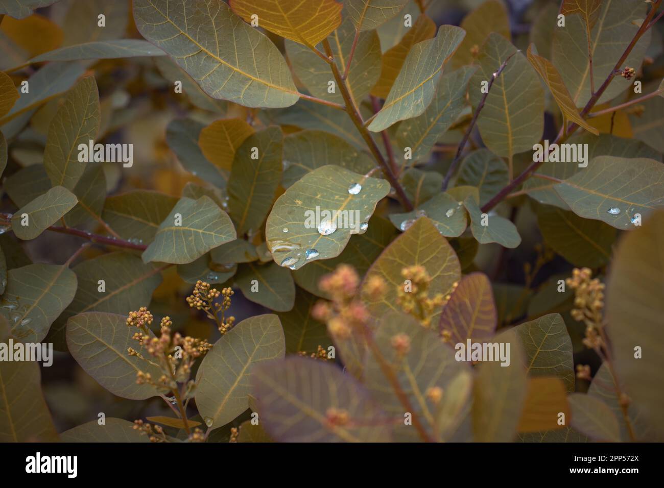 Close up spring twigs in rain weather concept photo. Young branches ...