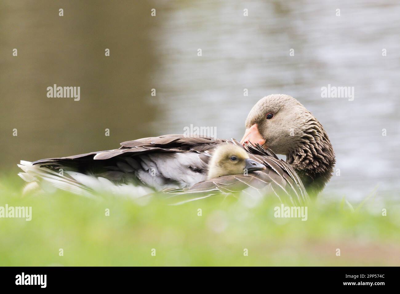 Gosling goose bird hi-res stock photography and images - Alamy