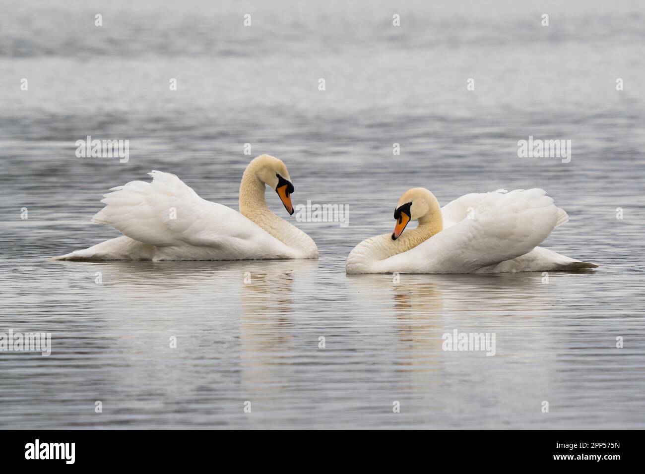 Courting Mute Swans (Cygnus olor), Hesse, Germany Stock Photo - Alamy