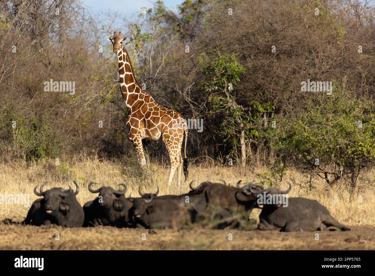 Meru national park cattle hi-res stock photography and images - Alamy