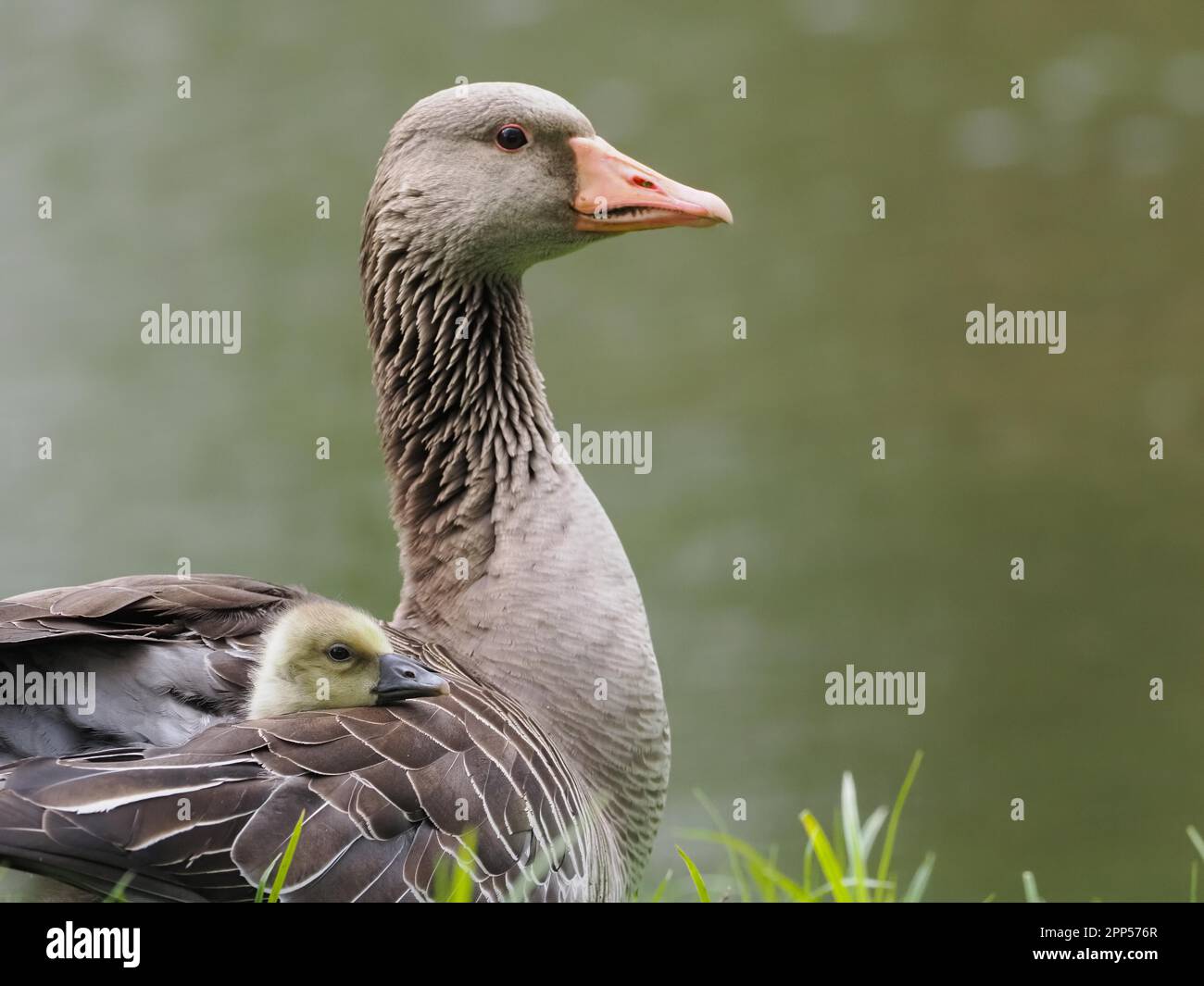 Gosling goose bird hi-res stock photography and images - Alamy