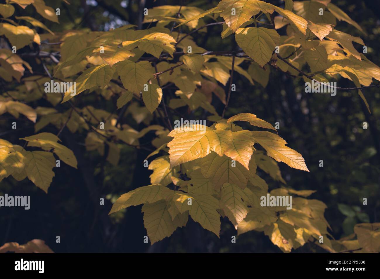 Close up tree branch with sunlight, autumn photo. Front view ...