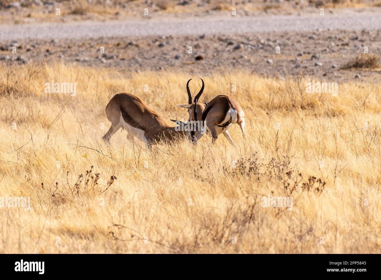 Telephoto shot of two Impalas - Aepyceros melampus- engaging in a head ...