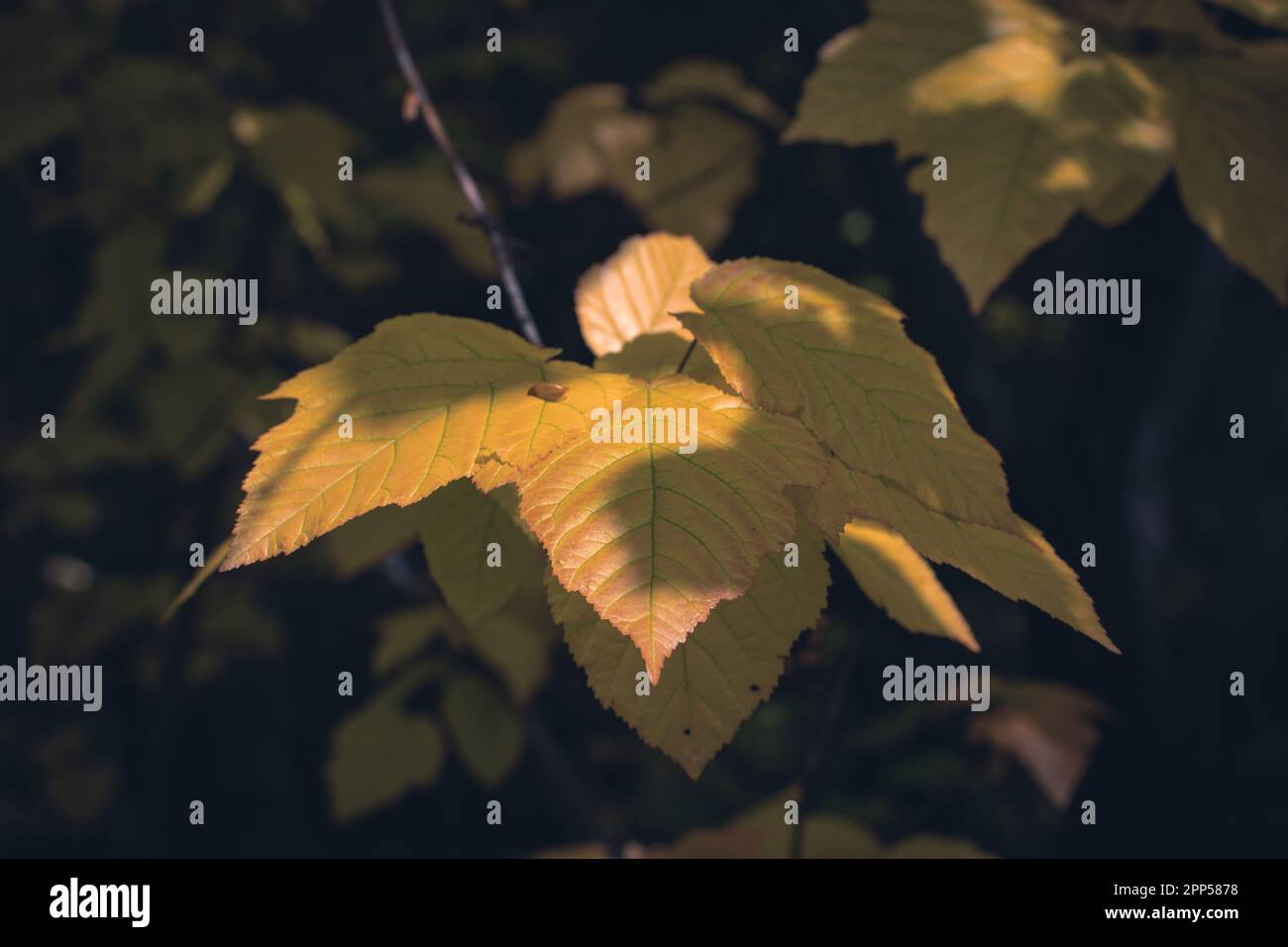 Close up maple tree branch with sunlight, autumn photo. Front view ...