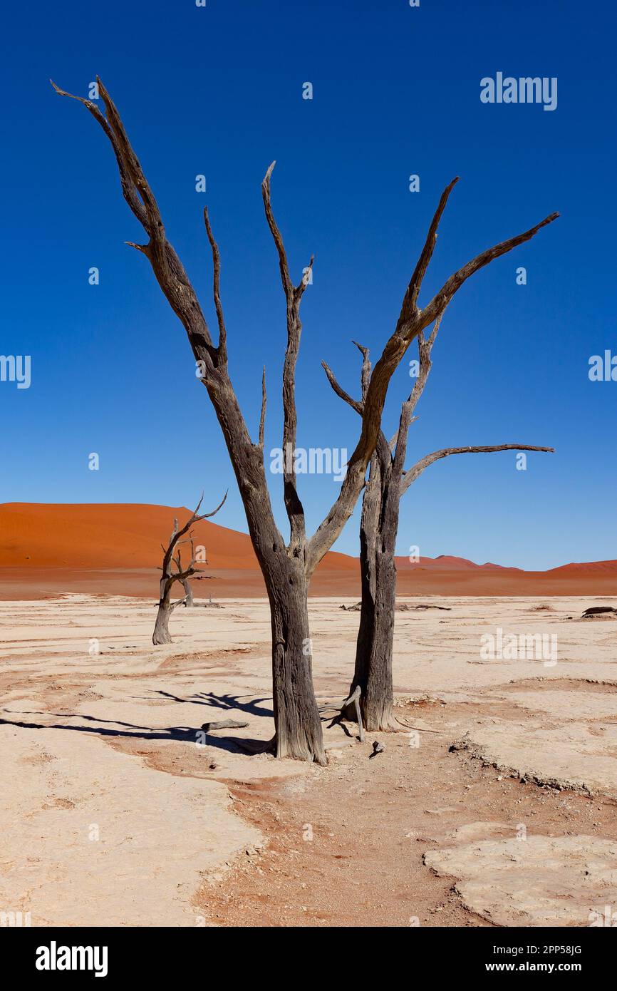 Famous Dead vlei with dead trees in dry salt lake, desert landscape of ...