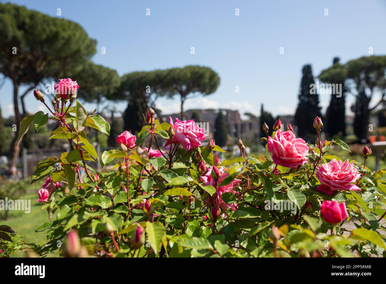 Rome, Italy. 21st Apr, 2023. Roses inside the Municipal Rose Garden of ...