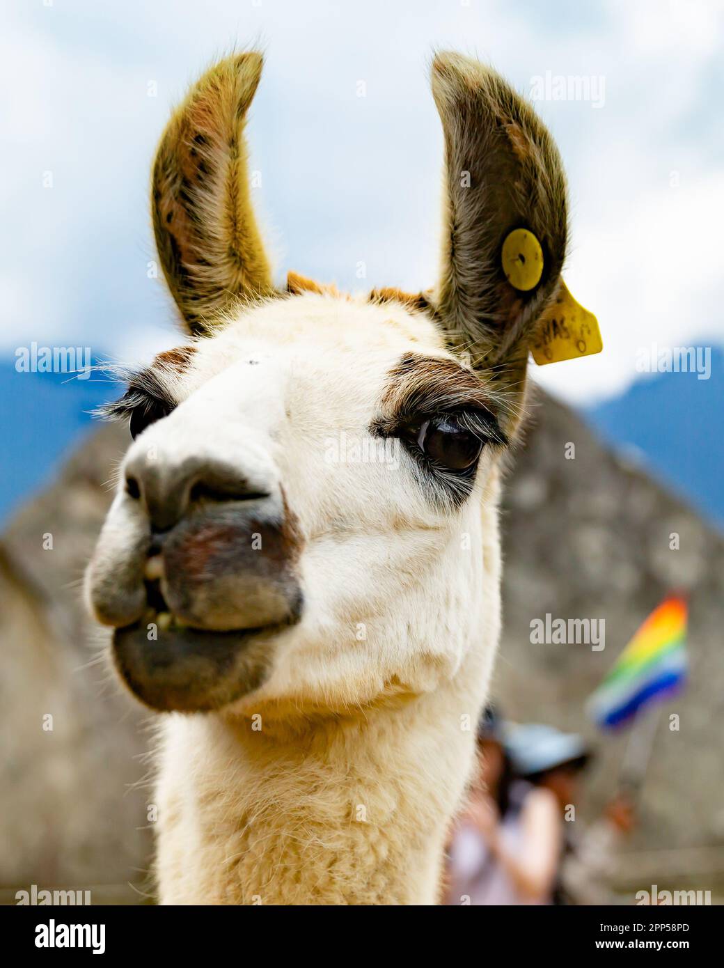 Llama,traditional animal of Peru Stock Photo - Alamy