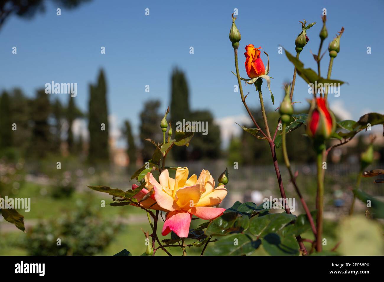 Rome, Italy. 21st Apr, 2023. Roses inside the Municipal Rose Garden of ...
