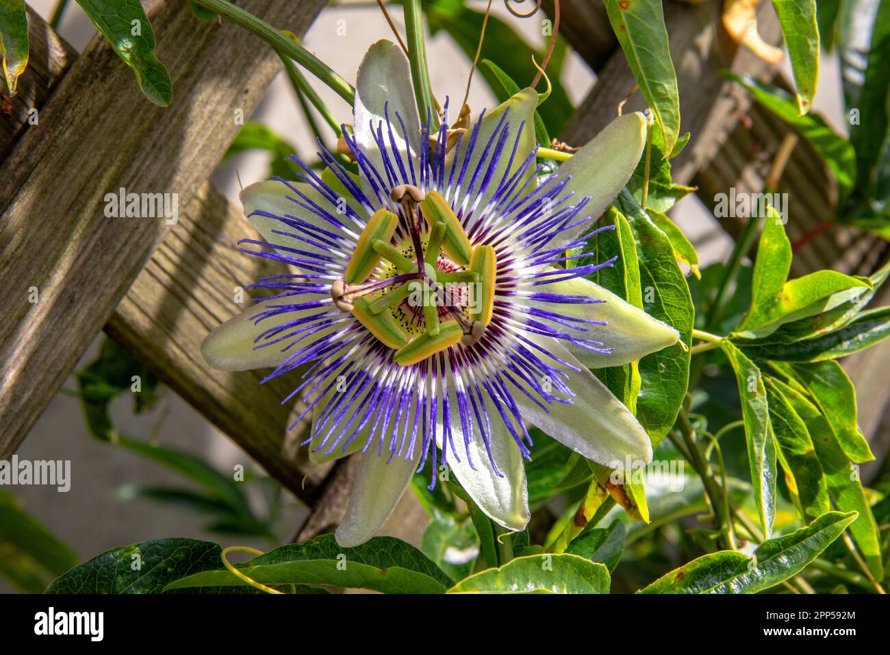 Passoflore, Passiflora caerulea, close-up, bird's eye view Stock Photo ...