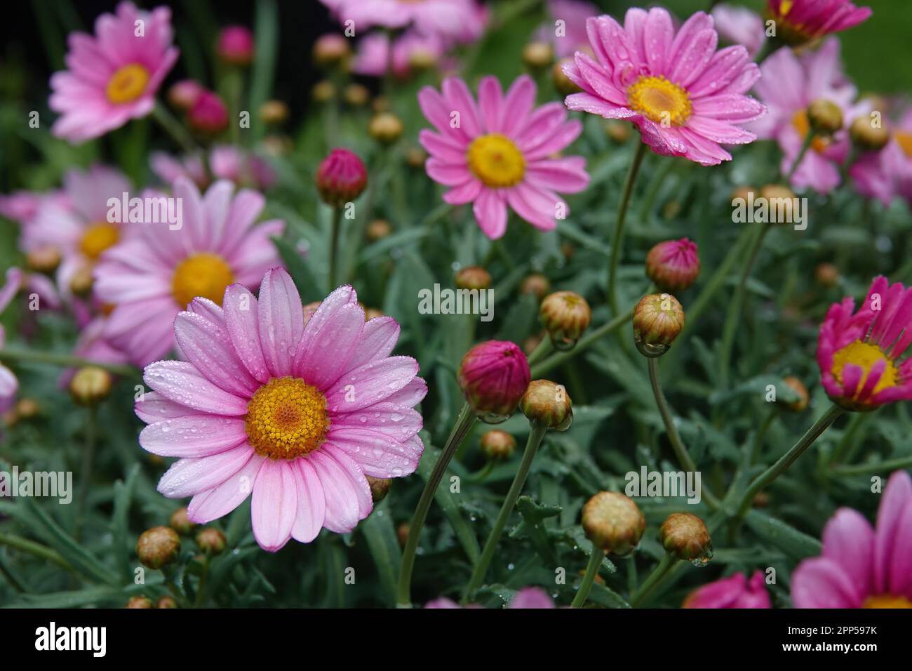 Colorful closeup on a rich flowering soft pink flowers of the Paris or ...