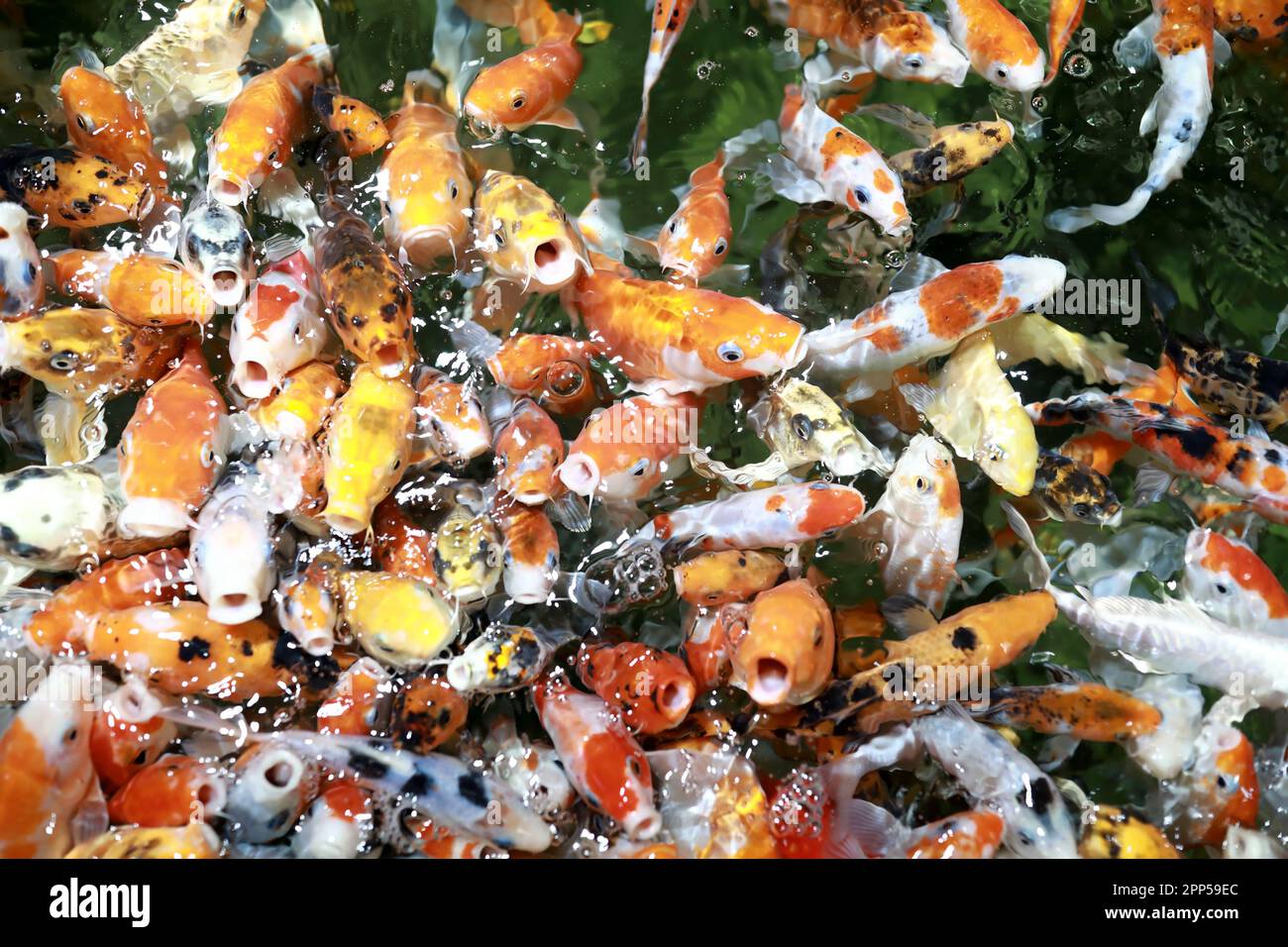Details of cyprinus carpio fishes in aquarium eat food Stock Photo - Alamy