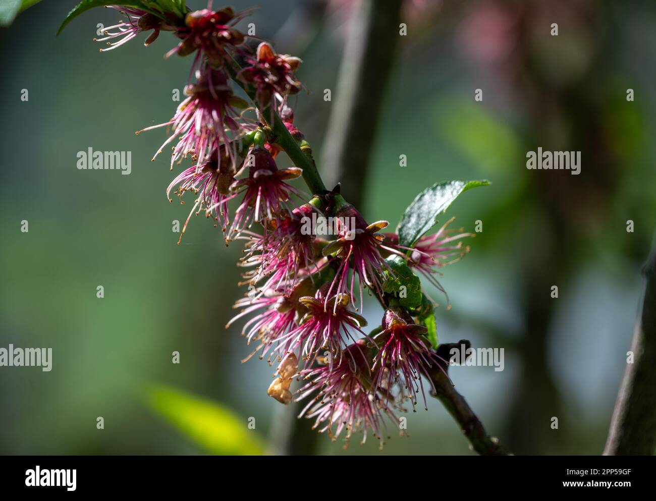 Erden, Germany. 22nd Apr, 2023. Buds of a vineyard peach budding on a ...
