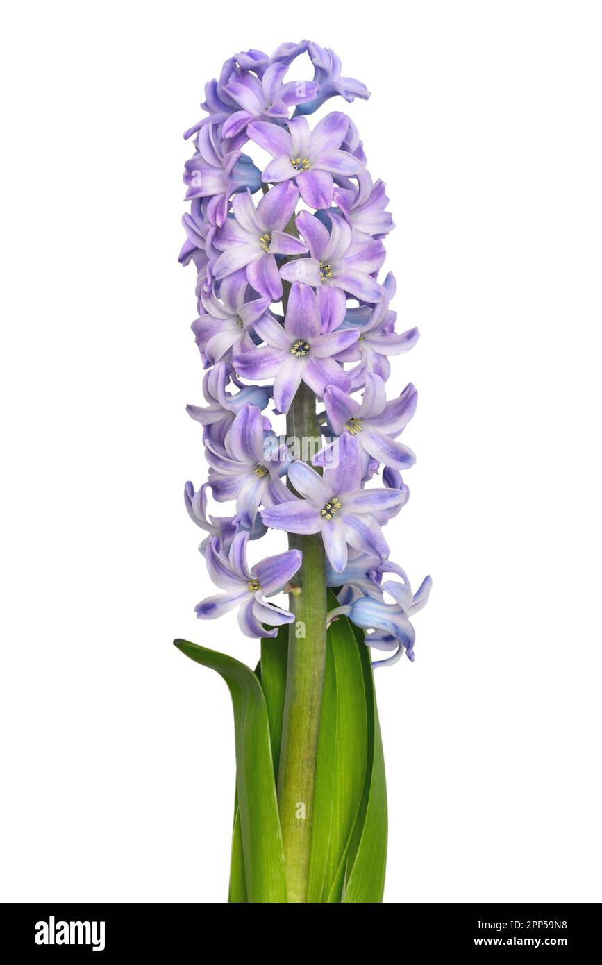 Hyacinthus hyacinth flower bloom hi-res stock photography and images ...