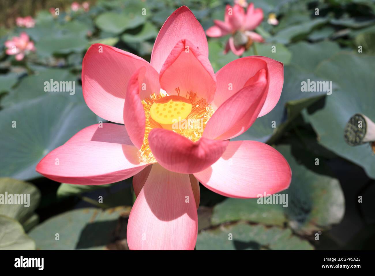Details of indian lotus flower in estuary of Sea of Azov, Primorsko ...