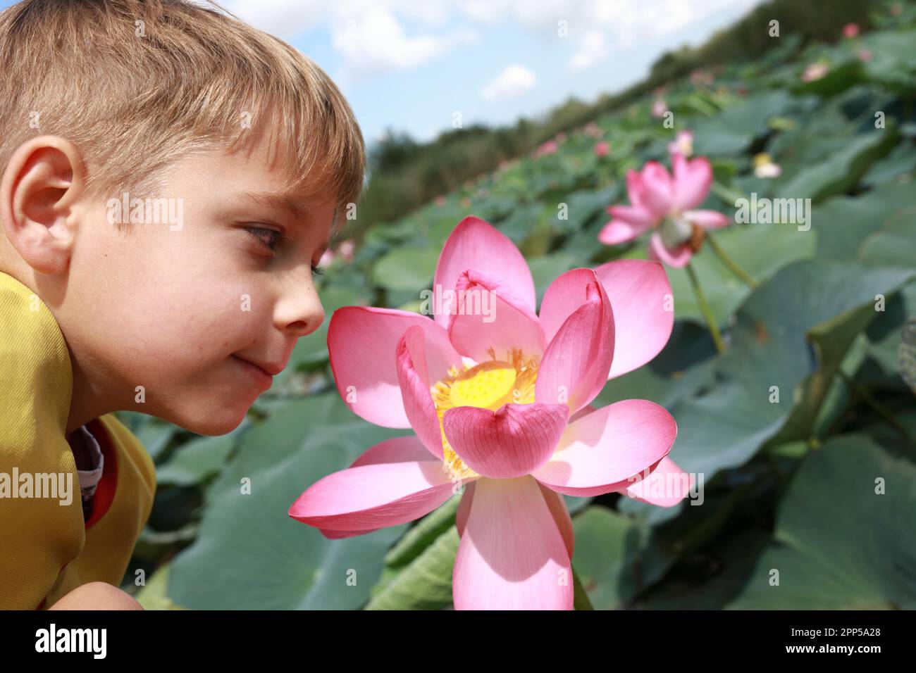 Boy posing with indian lotus flower in estuary of Sea of Azov ...