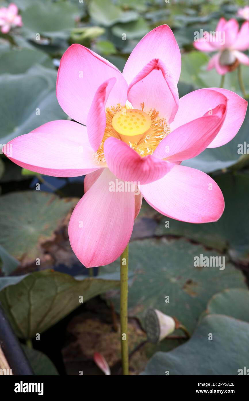 View of indian lotus flower in estuary of Sea of Azov, Primorsko ...