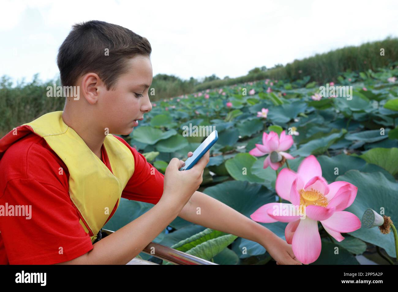 Child takes picture of indian lotus flower in estuary of Sea of Azov ...