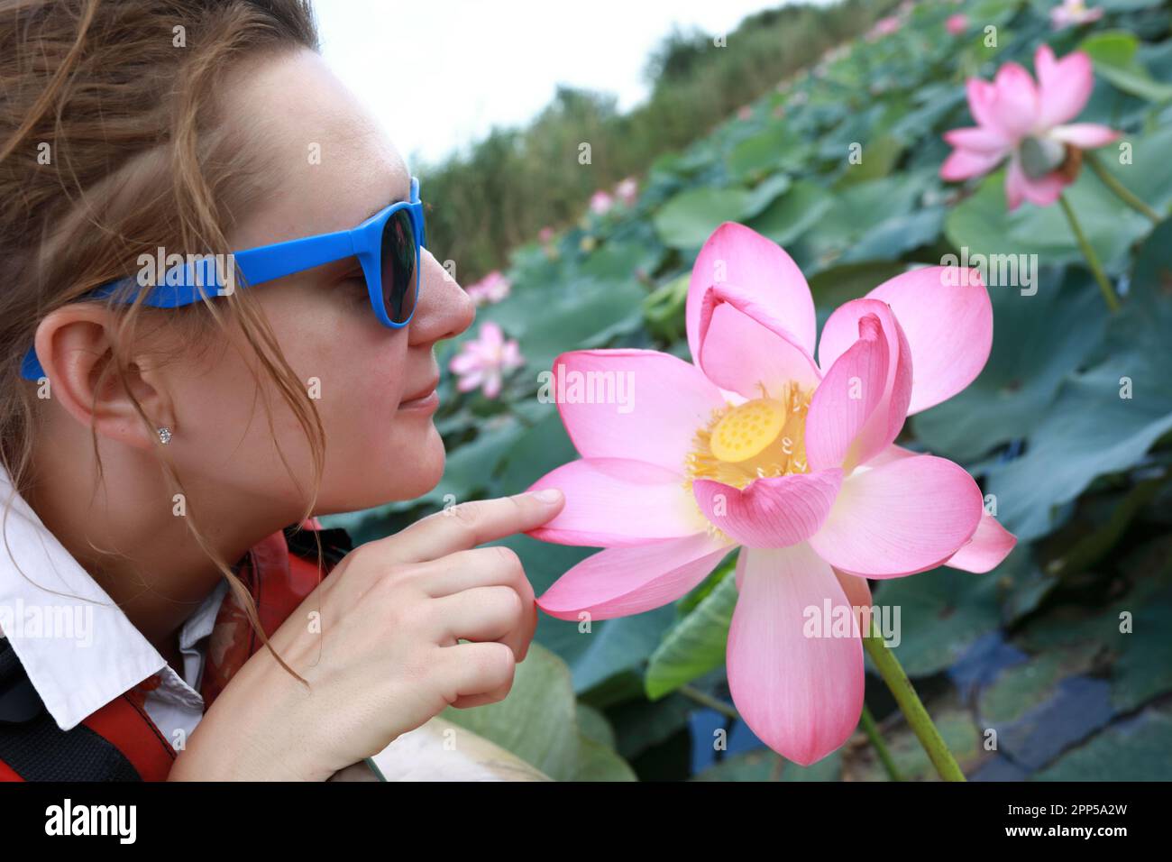 Woman touching indian lotus flower in estuary of Sea of Azov, Primorsko ...