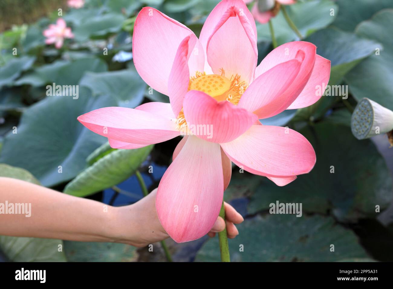 Person touching indian lotus flower in estuary of Sea of Azov ...