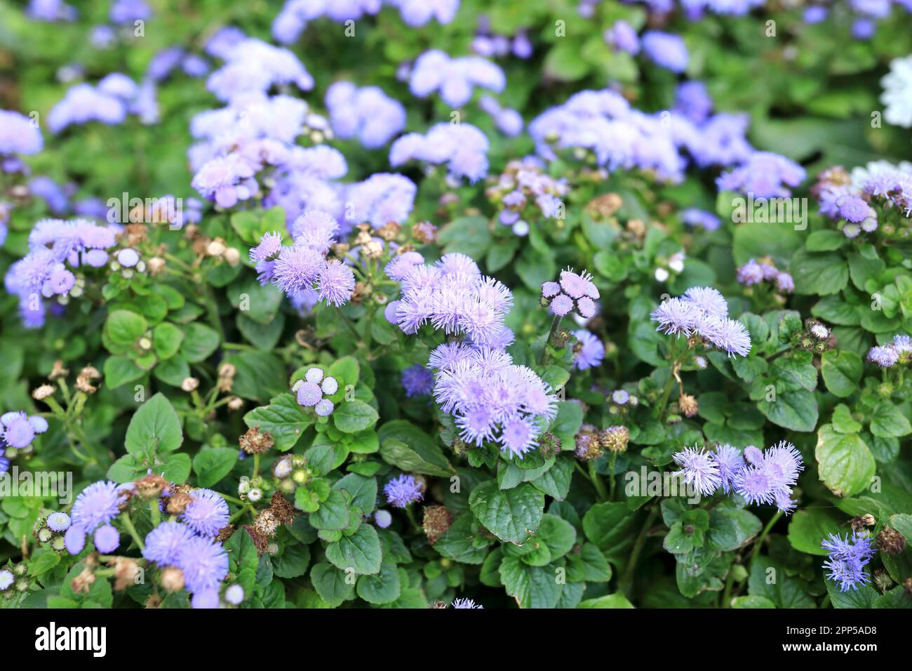 View of Ageratum houstonianum flowers in garden Stock Photo - Alamy