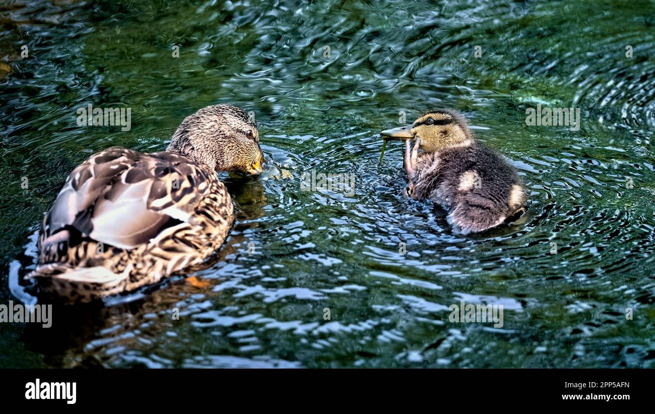 Paddling the face hi-res stock photography and images - Alamy