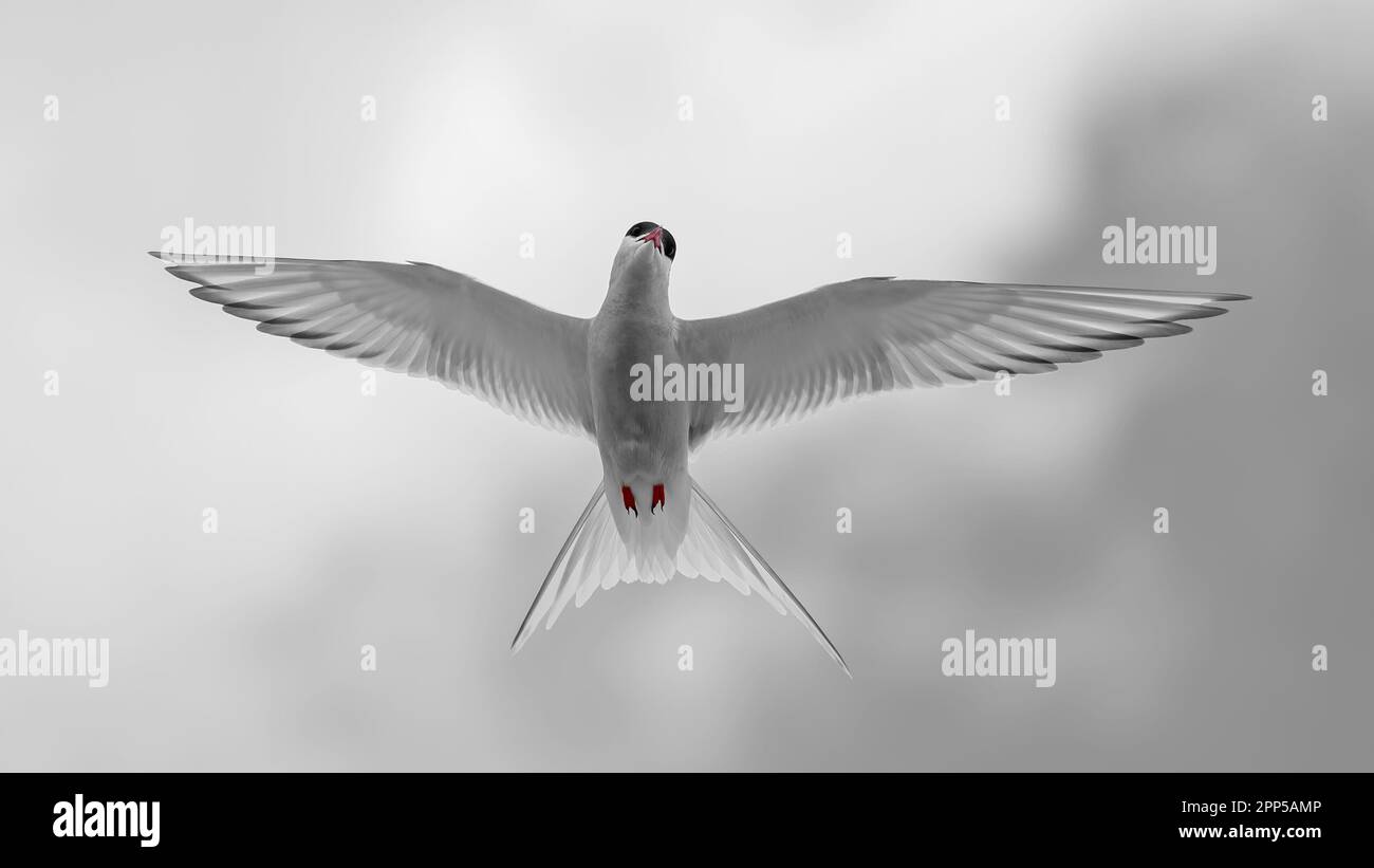 Oustretched wings hi-res stock photography and images - Alamy