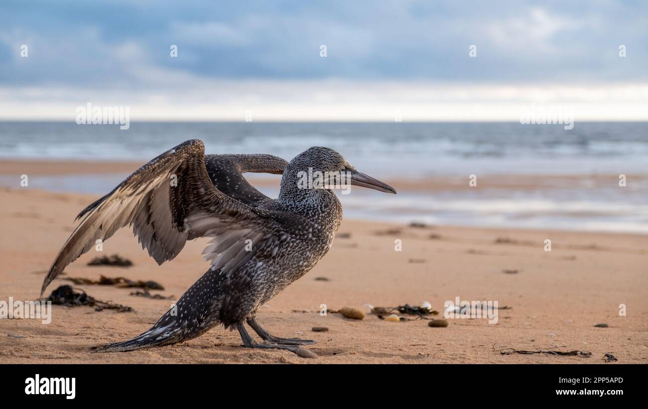 Juvenile gannet stretching his wings on a beach beside the ocean Stock ...