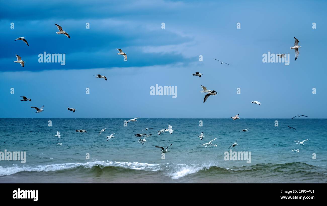 Flock seagulls north sea hi-res stock photography and images - Alamy