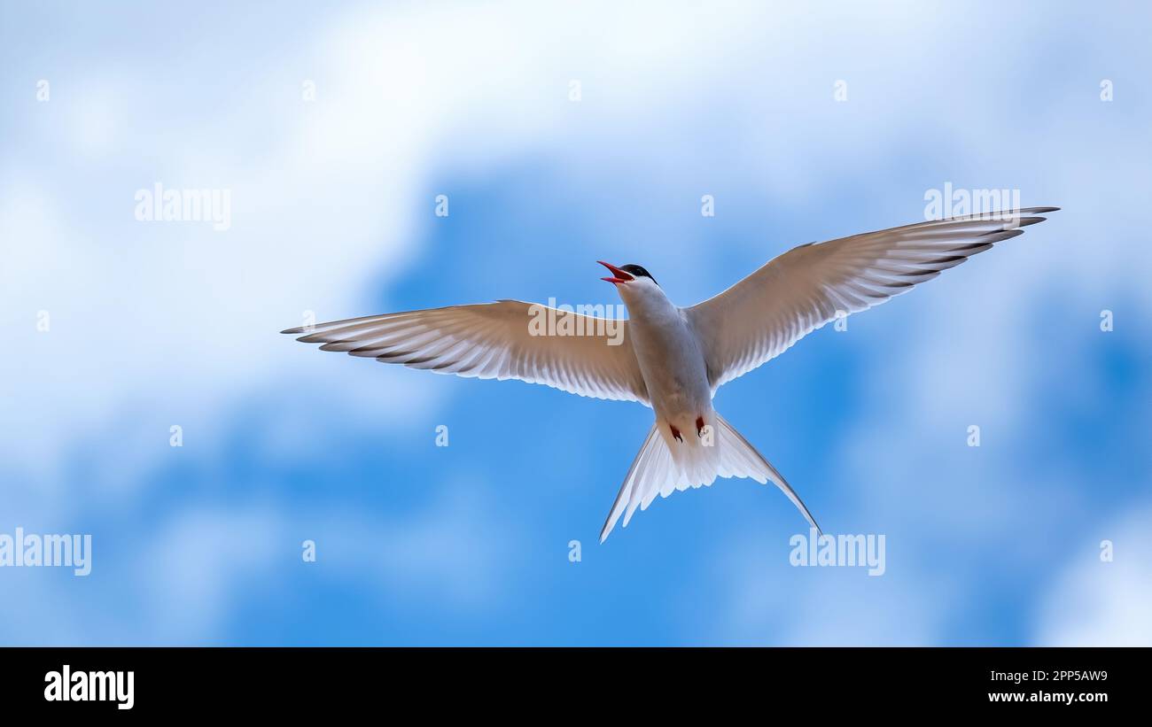Arctic tern flying close up in a cloudy blue sky with his wings ...