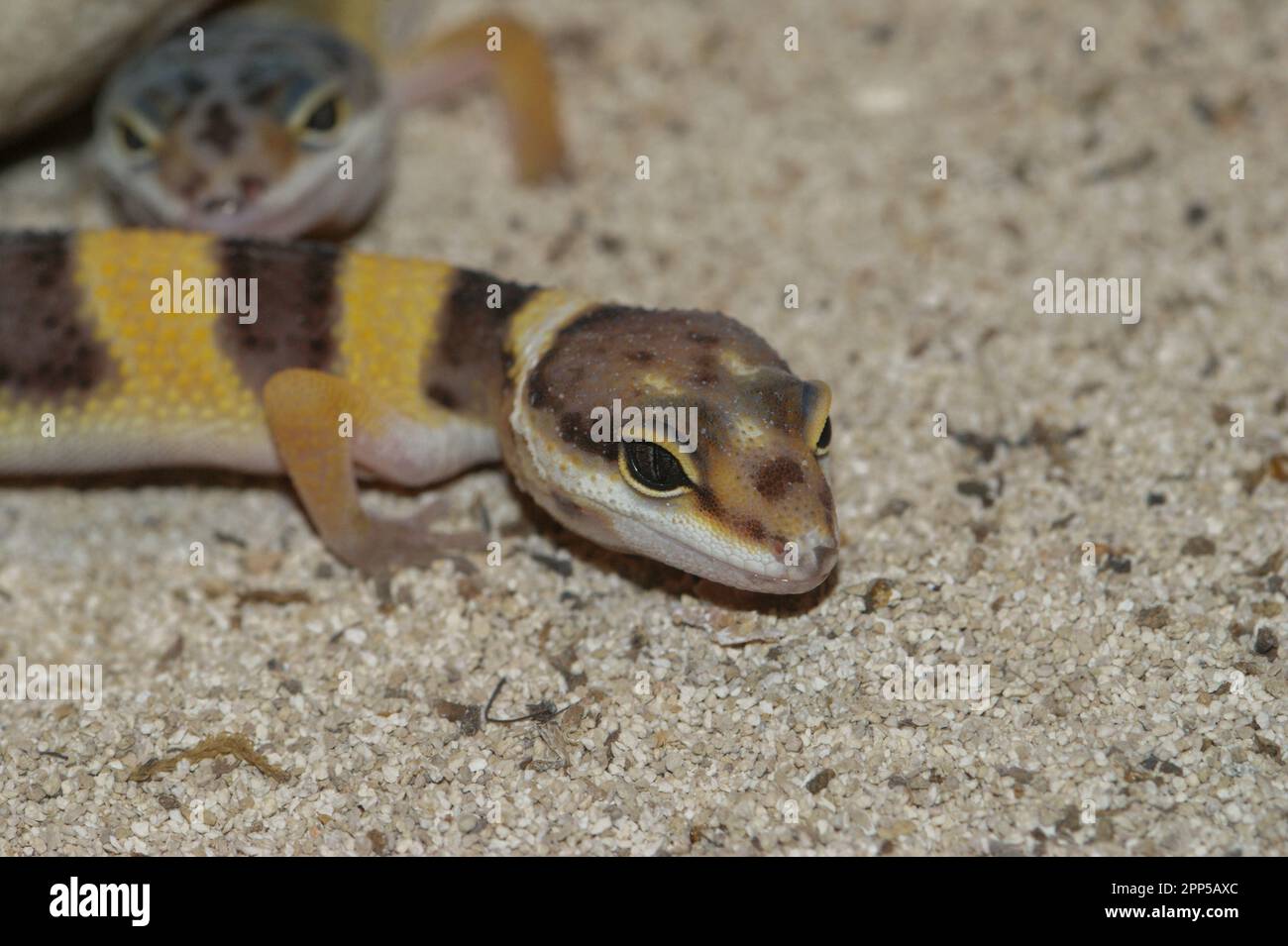 Detailed closeup on a colorful banded Leopard gecko, Eublepharis ...
