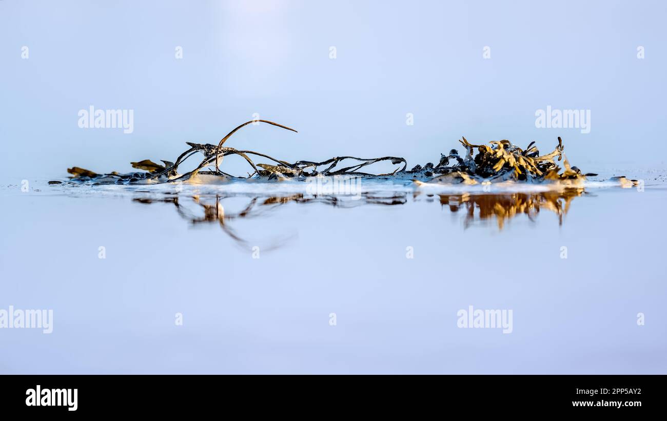 Seaweed lying in a shallow tidal pool, washed by surf, and bathed in ...