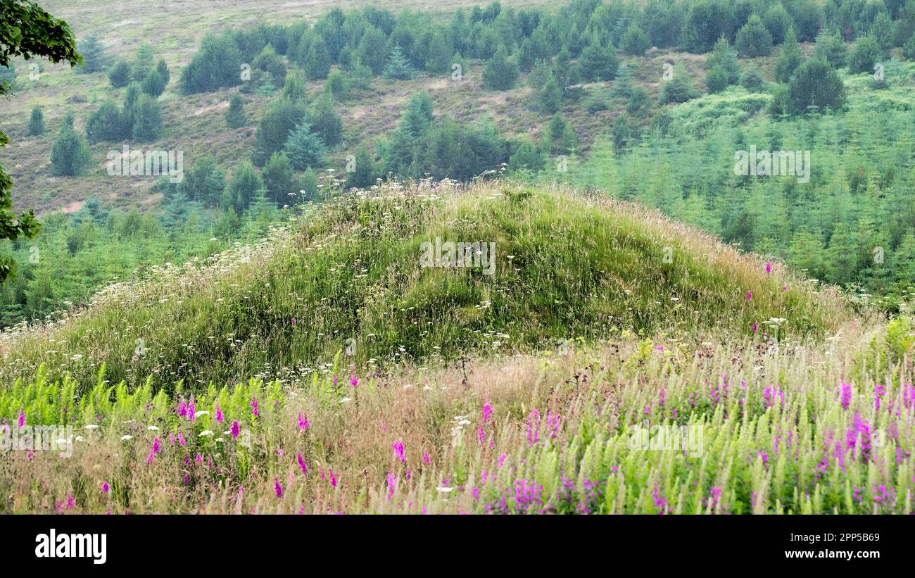 Rumster broch hi-res stock photography and images - Alamy