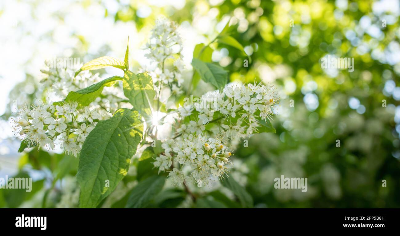 Sunlit natural spring landscape with white bird cherry flowers. White ...