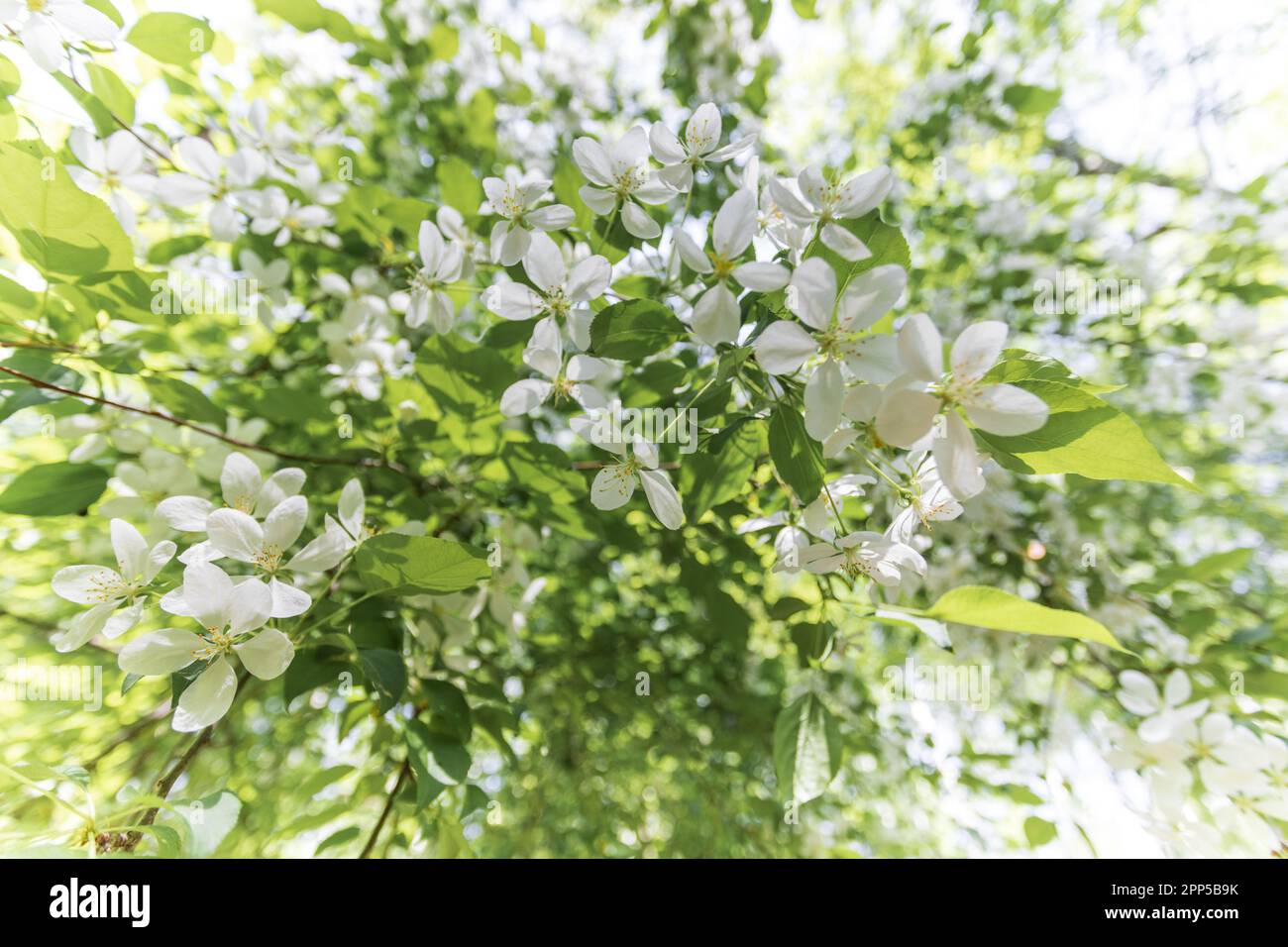 Hanging down white blossoming apple tree branches on blurred natural ...