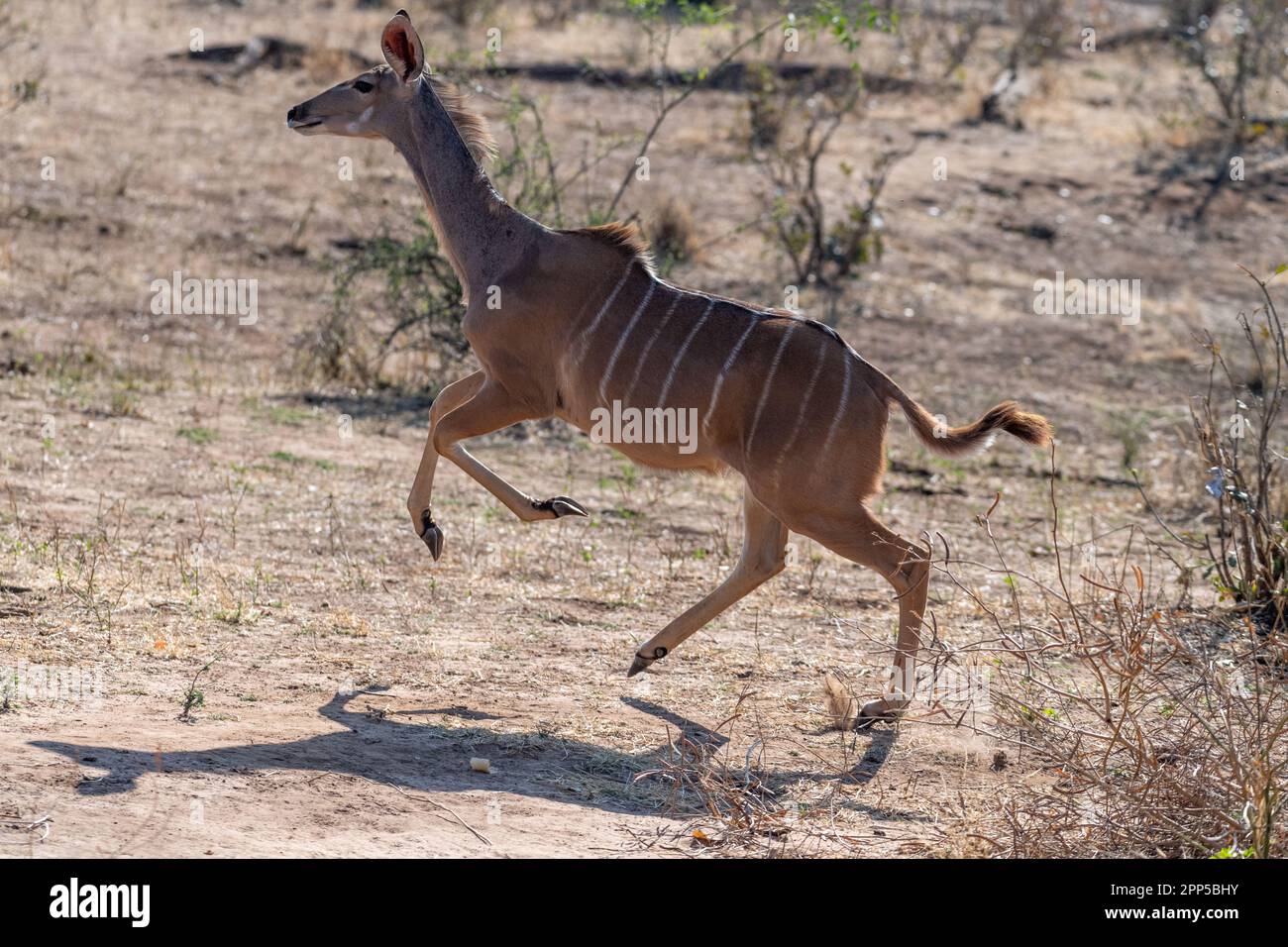 Kudu jumping hi-res stock photography and images - Alamy
