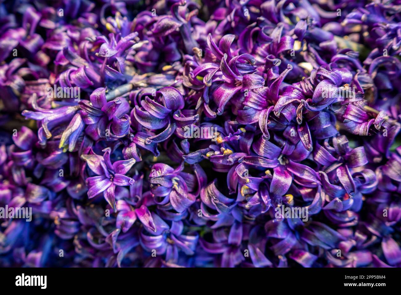 Purple hyacinths in close-up Stock Photo - Alamy