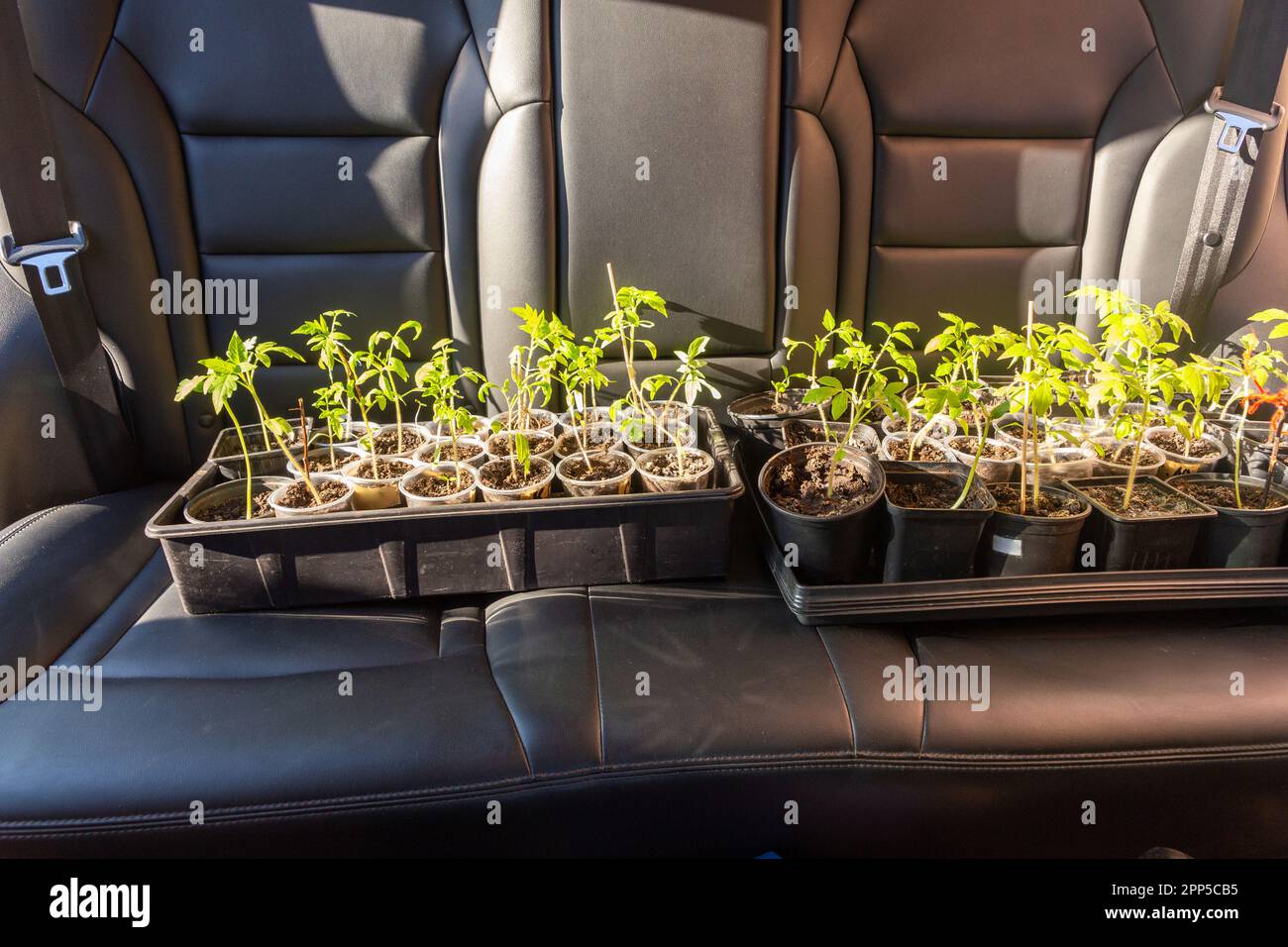 Seedlings of tomatoes and peppers in pots are loaded into the car for ...